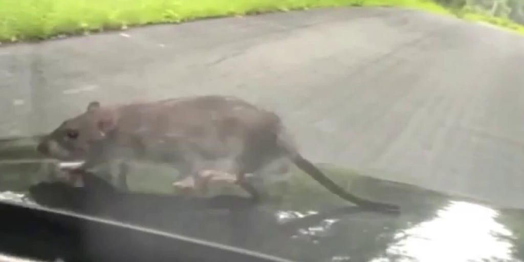 New York man reacts to large rat climbing on hood of car: 'Where did it ...