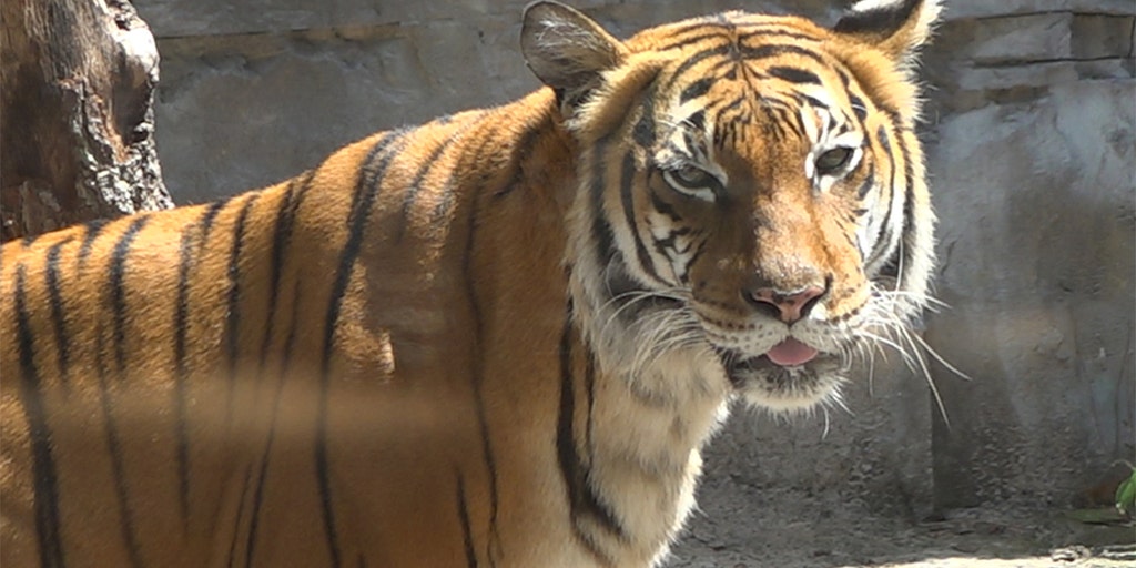 Zoos struggle with animal care costs amid coronavirus closures | Fox ...