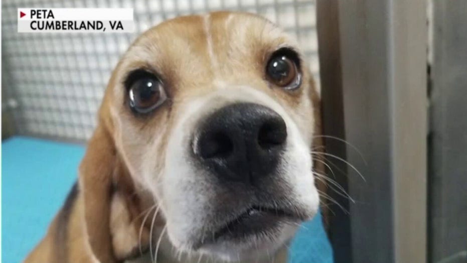 NIH under investigation for $1.2M purchase of beagles for ‘hideous ...