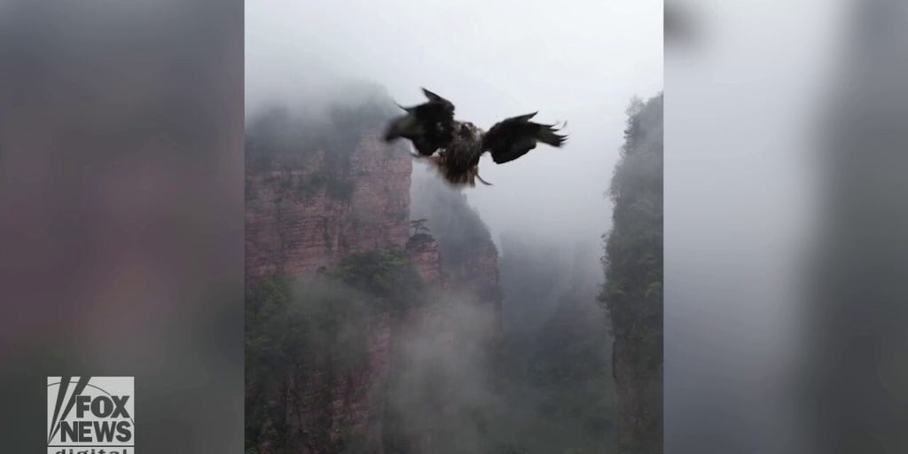 Bird attacks drone mid-air in shocking video | Fox News Video