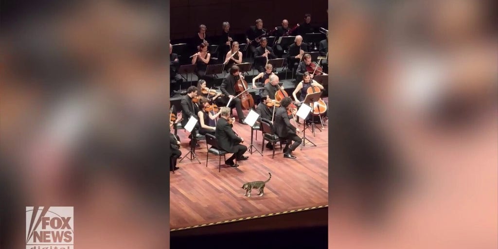 Curious cat wanders on stage during orchestral performance | Fox News Video