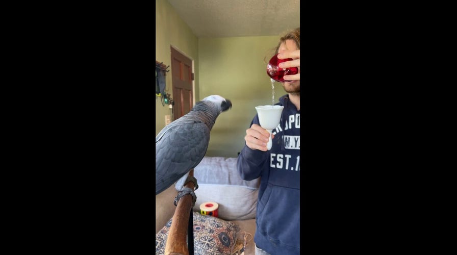 Watch This Brilliant Bird Apollo An African Grey Parrot Amazes Internet With His Smarts