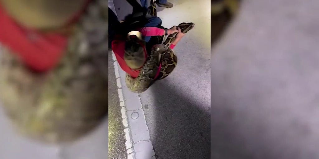 Florida snake wranglers capture 19-foot Burmese python | Fox News Video