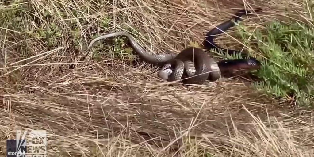 Snake eats snake in this dramatic scene (warning: graphic video) | Fox ...