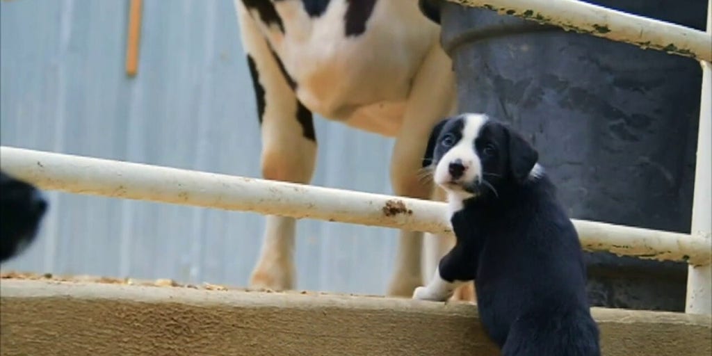 California animal rescue farm hosts puppies for companionship | Fox ...