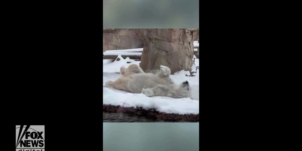Polar bear enjoys the snow as two wolves prance and play | Fox News Video