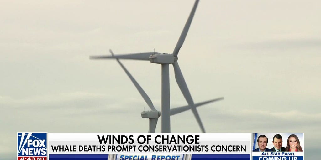 Are off-shore wind farms causing unprecedented whale deaths? | Fox News ...
