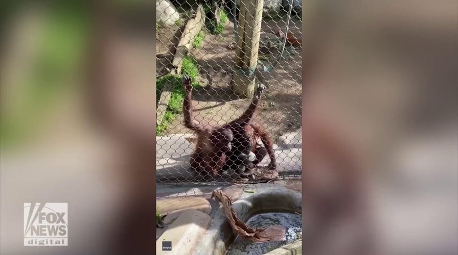 Dallas Zoo welcomes baby warthog: 'Her name means watermelon' | Fox News Dallas Zoo welcomes baby warthog: 'Her name means watermelon' | Fox News