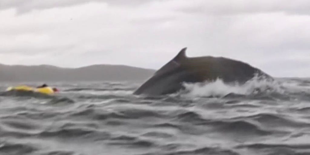 Video shows the moment a kayaker was briefly swallowed by whale off ...
