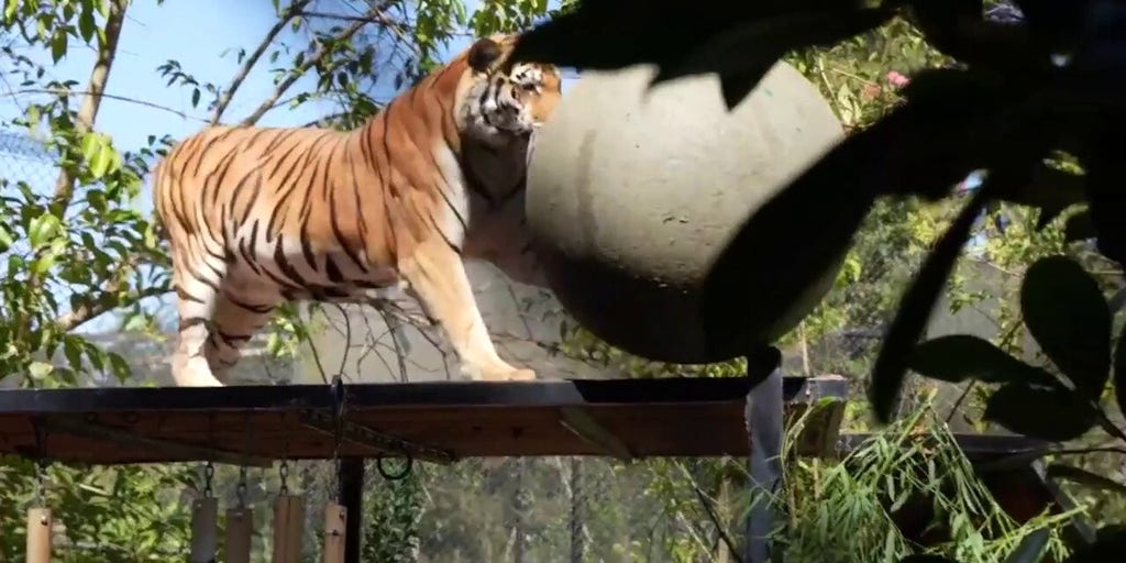 Tigers enjoy playtime at California zoo | Fox News Video