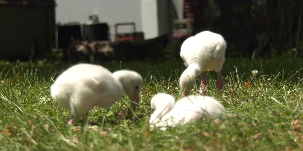 Flamingo chicks hatch and grow at Chicago zoo | Fox News Video