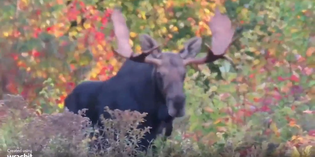 Moose spotted during fall foliage drive through western Maine | Fox ...