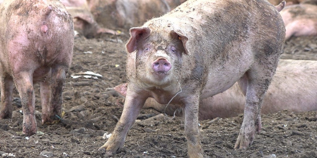 Las Vegas pig farm that relies on casino food scraps struggling with ...