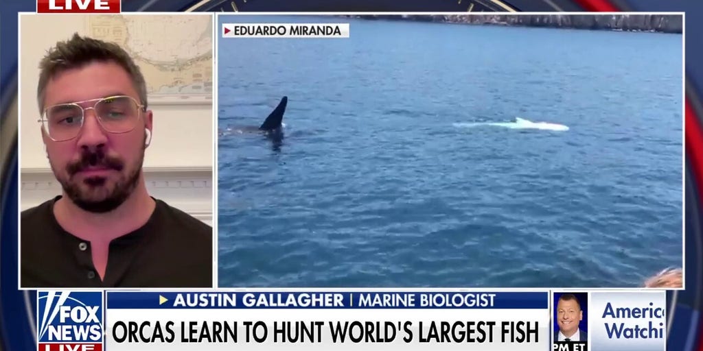Orca pods have learned to hunt whale sharks, study shows | Fox News Video