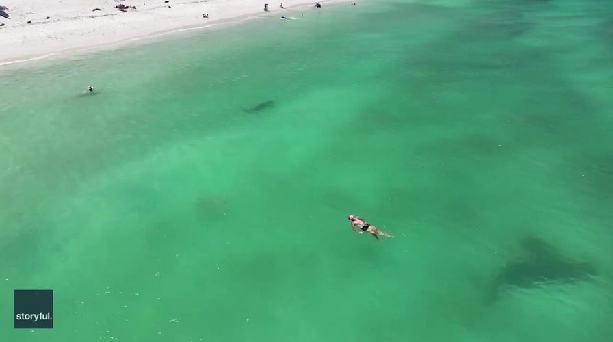Watch Drone Footage Shows Tiger Shark Swimming Several Feet From