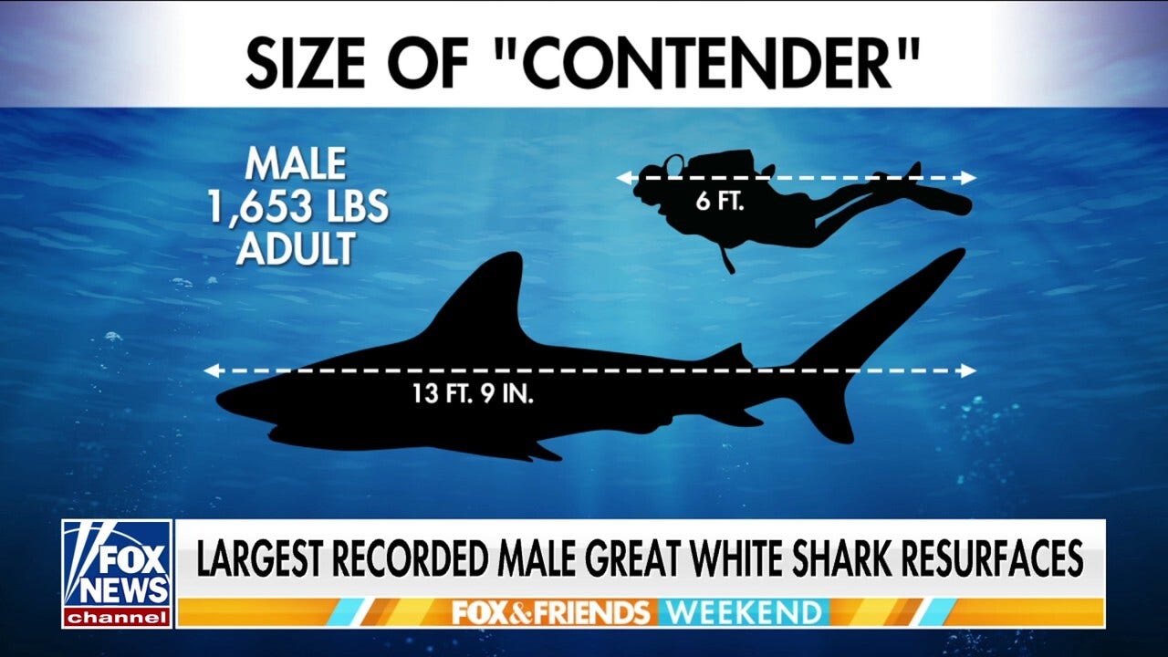 sharks largest