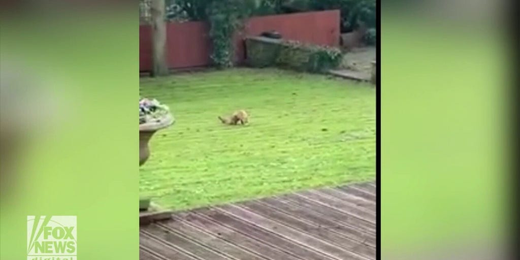 Two-legged fox surprises couple in their backyard: See it! | Fox News Video