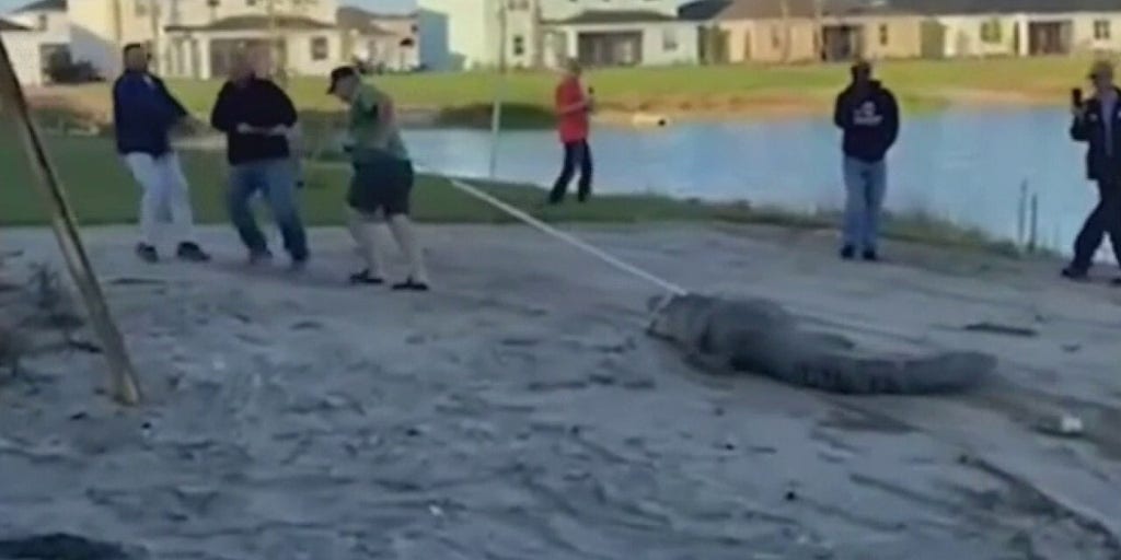 12-foot alligator breaks into Florida home causing major damage | Fox ...