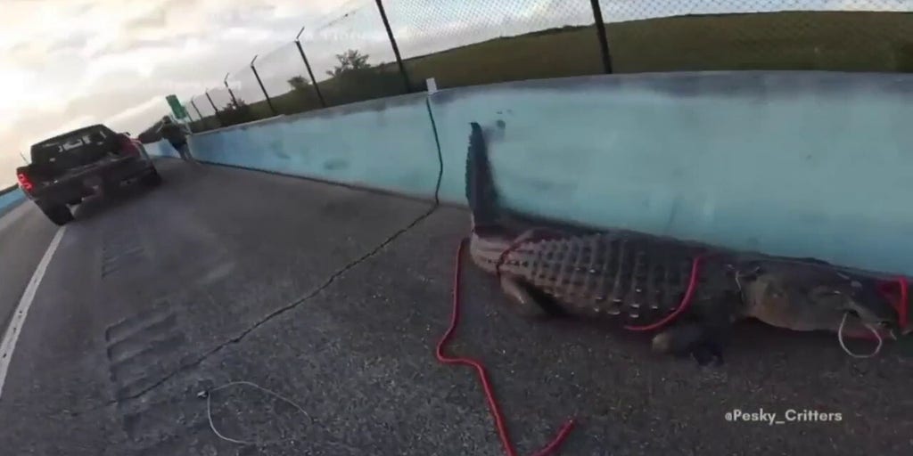 10-foot alligator seen crossing Florida highway | Fox News Video