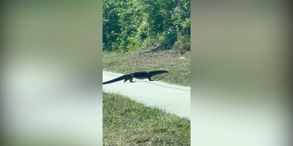 Massive, invasive lizard seen strutting along Florida road | Fox News Video