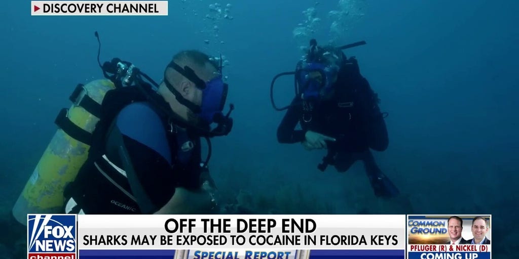 Experts exploring how cocaine and other drugs impact marine life | Fox ...