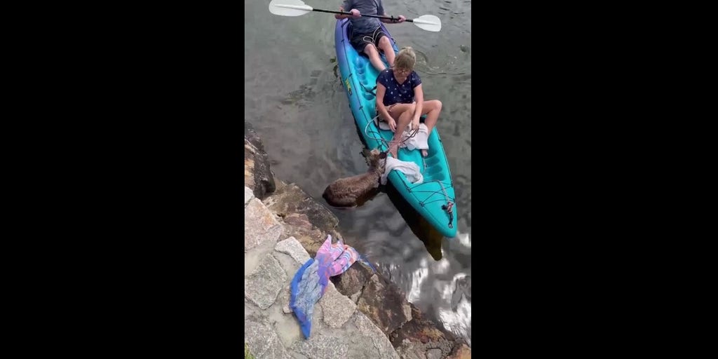 Australian kayakers help save exhausted kangaroo from shark infested ...