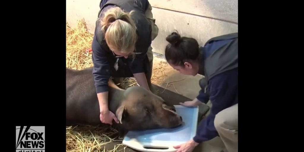 Tapir gets health checkup in fascinating video | Fox News Video