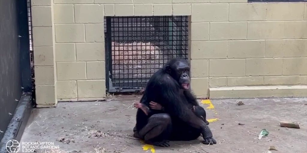 See the heartwarming moment a chimp is returned to his mother after ...