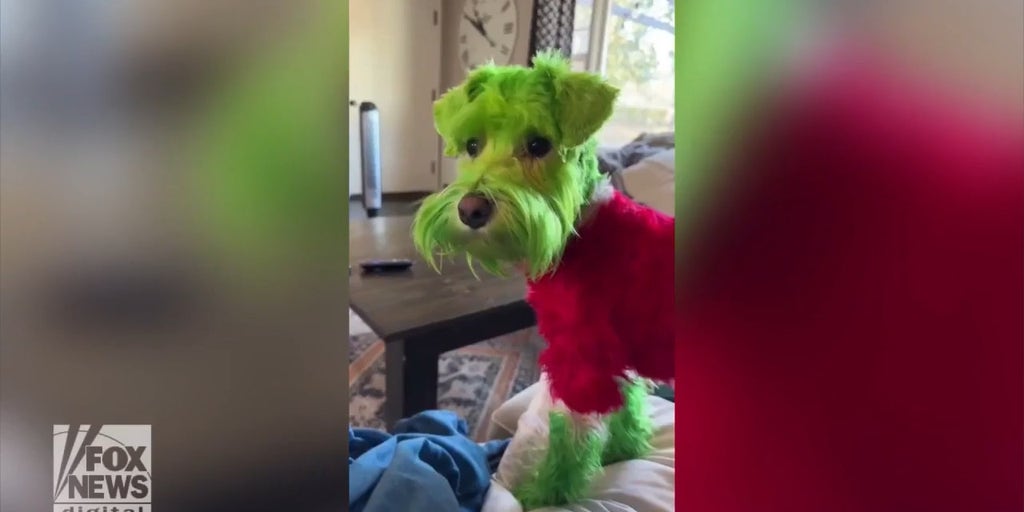 Chicago dog goes viral on TikTok after owner has him dyed to resemble ...