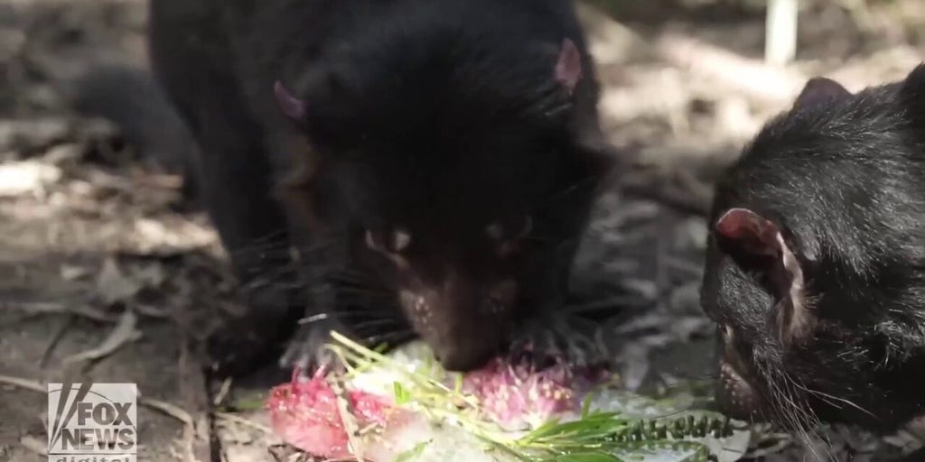 Animals beat the heat with icy treats and water sprays at local zoo ...