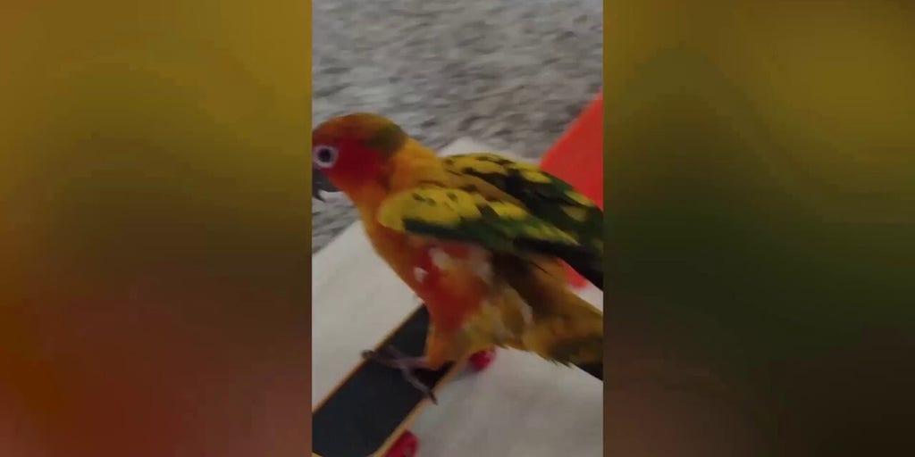 Parrot on a skateboard: Check out this fun video of a colorful parrot ...