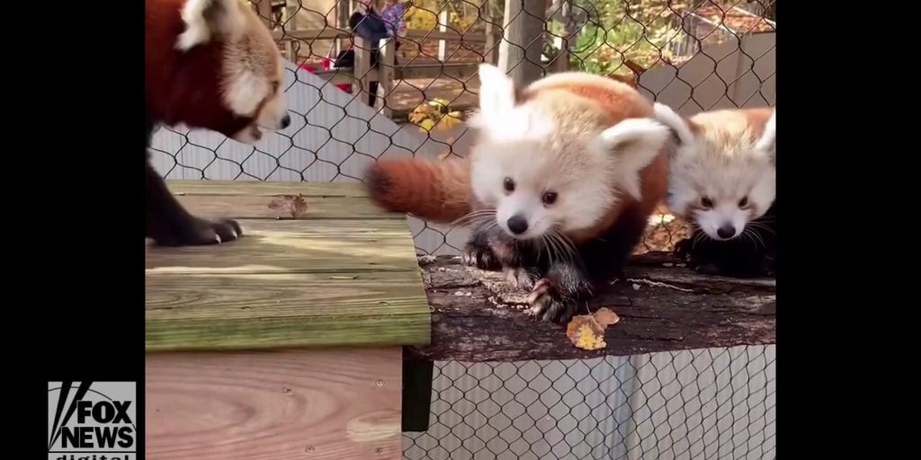 Rare baby red pandas spotted playing in their zoo habitat | Fox News Video