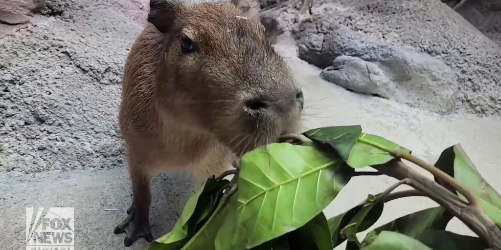 Denver Zoo celebrates ‘Capybara Appreciation Day’ | Fox News Video