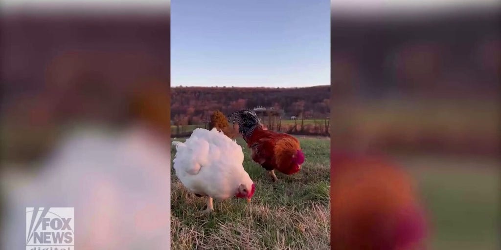 Rooster and hen fall in love: Their unusual love story | Fox News Video
