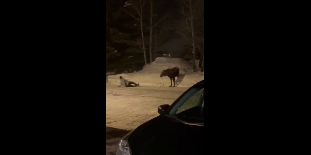 Moose charges at tourist who ignored warnings | Fox News Video