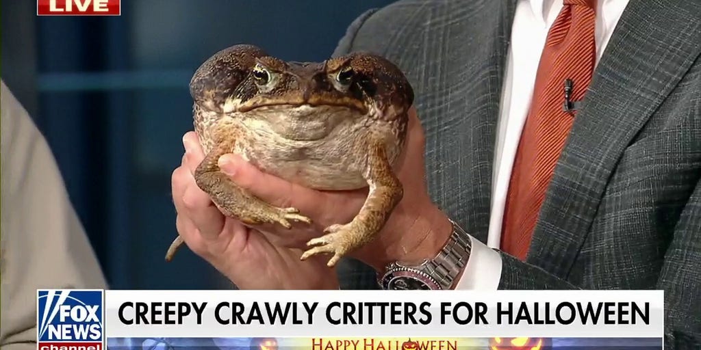 Creepy crawler bring spookiness to 'Fox & Friends' | Fox News Video