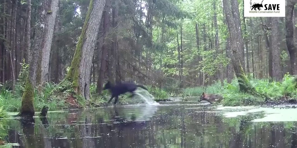 Two rare black wolves seen crossing stream in Polish forest | Fox News ...