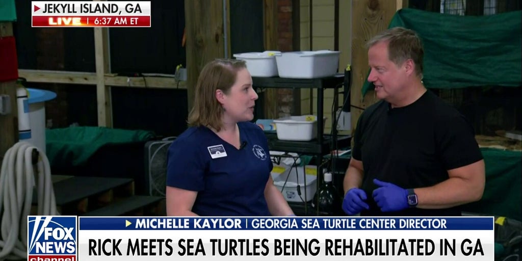Sea turtles rescued and rehabilitated in Georgia | Fox News Video