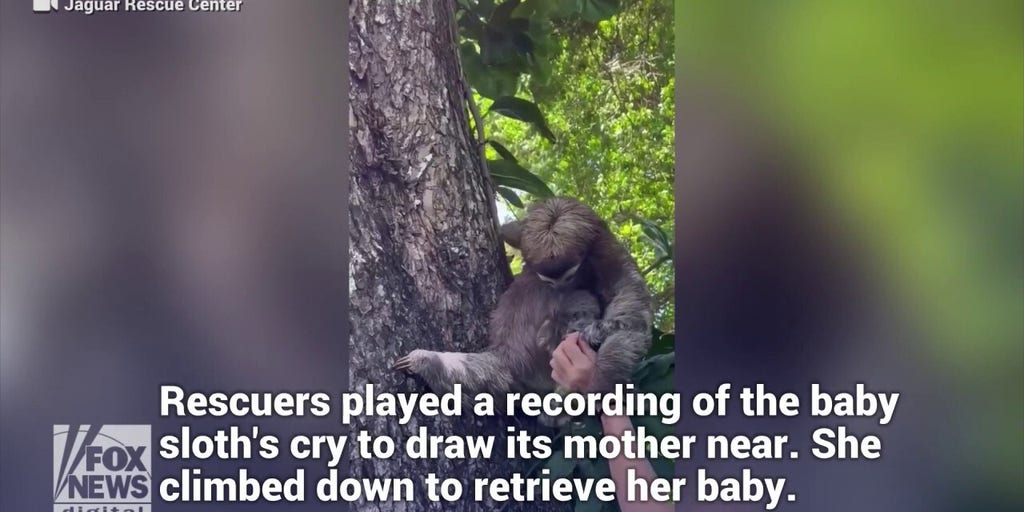 Baby sloth rescued in Costa Rica is reunited with mother | Fox News Video