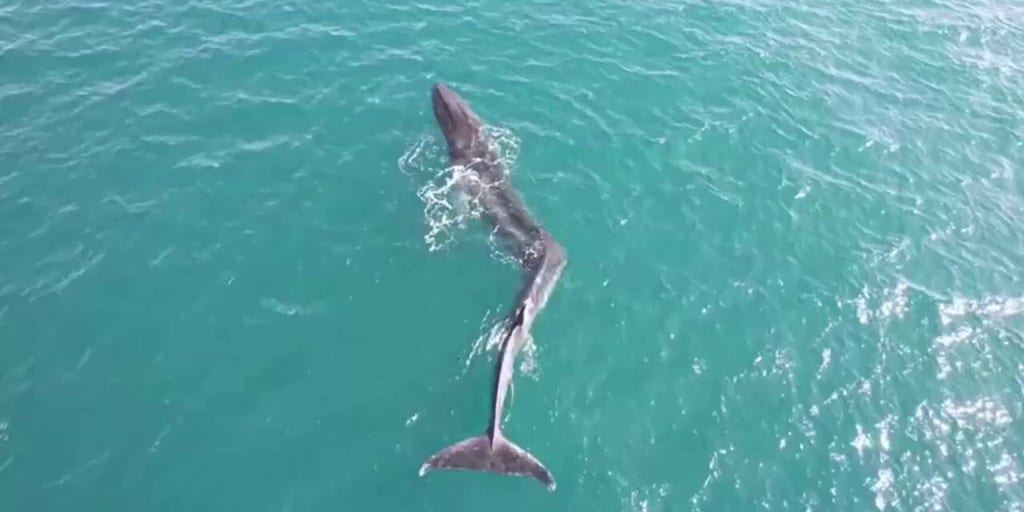 Whale with deformed spine spotted in drone video | Fox News Video