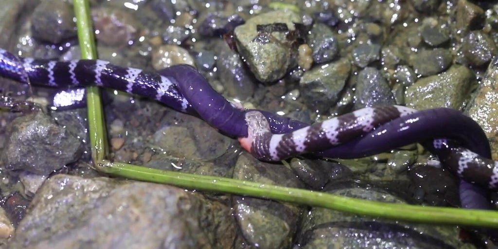 Two wild snakes caught on video fighting for a meal in the Colombian ...