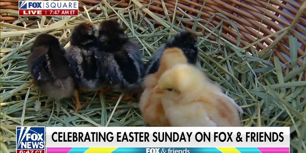 'Fox & Friends Weekend' celebrates Easter with baby chicks | Fox News Video