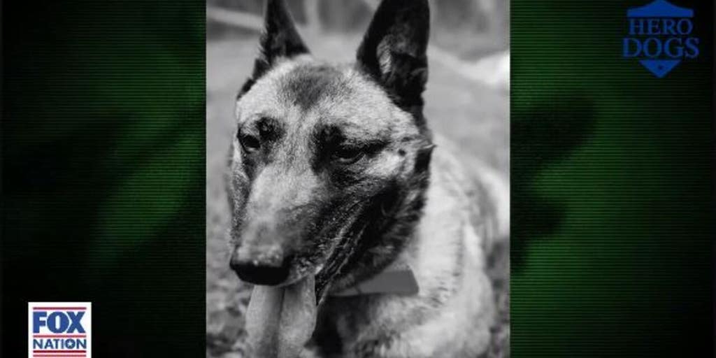 Fox Nation tells the story of Layka, a military dog who was shot four ...