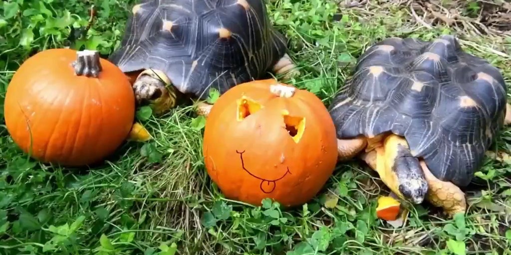 Reptiles at Washington zoo play with pumpkins on celebratory day | Fox ...
