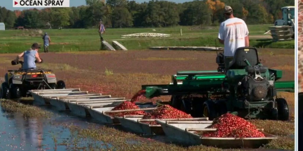 Cranberries will be in 'plentiful supply' this Thanksgiving: Ocean ...