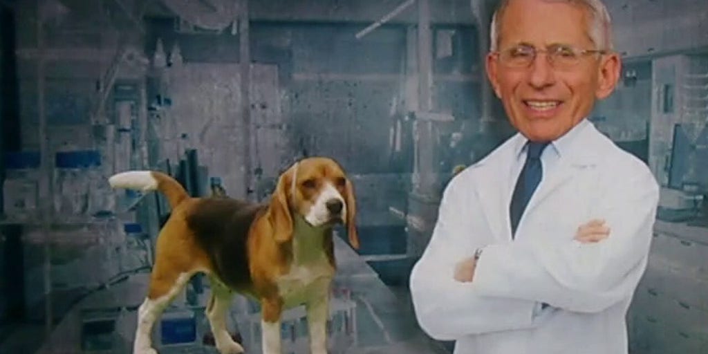 Fauci under fire for alleged puppy experiments, lying about gain-of ...