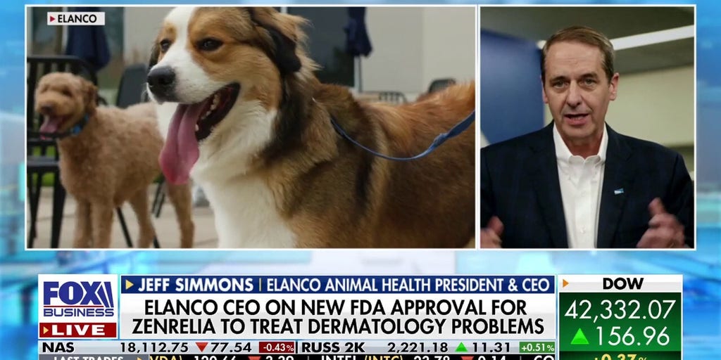 Hurricane Helene highlights how important pets are to families: Jeff ...