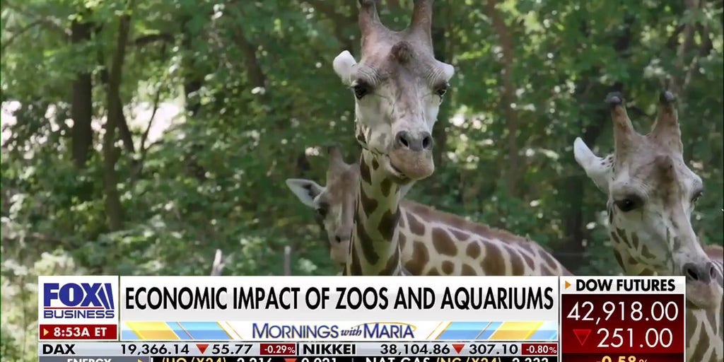 How the US economy is impacting zoos and aquariums across the globe ...