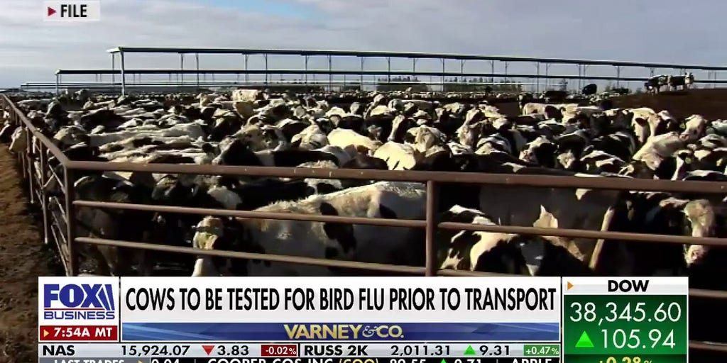 CDC begins testing cows for bird flu before transportation, consumption ...