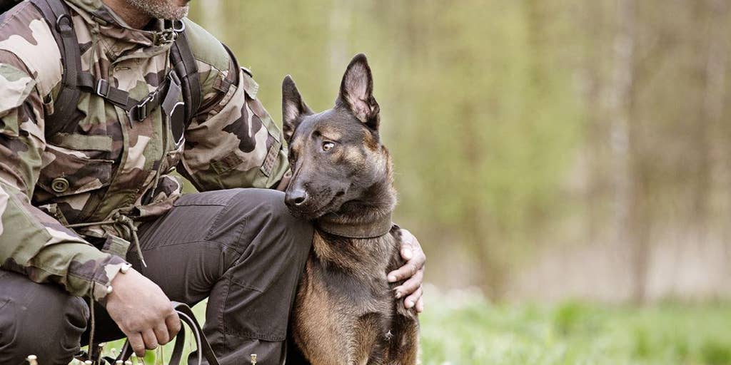 Watch US military dogs in action, protecting freedom | Fox Business Video